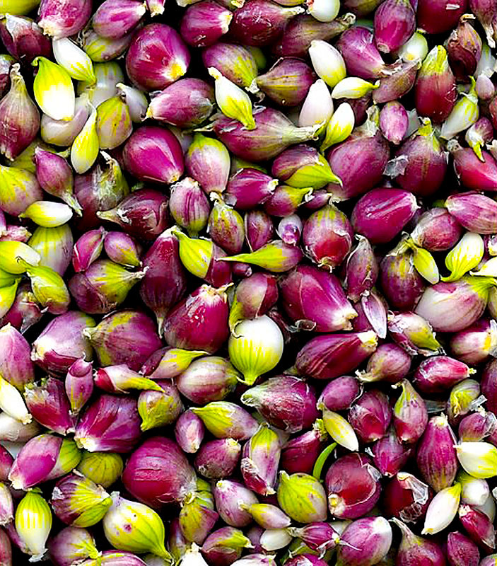 Лук многоярусный Ликова: семена и саженцы